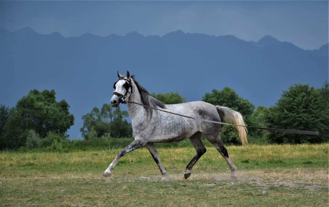 (FOTO) Lipițani strălucitori, crescuți în hergheliile din Beclean și ...
