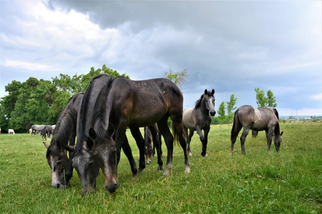 (FOTO) Lipițani strălucitori, crescuți în hergheliile din Beclean și ...