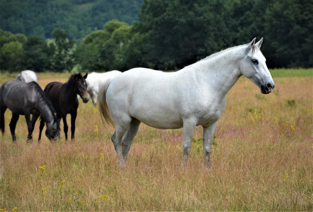 (FOTO) Lipițani strălucitori, crescuți în hergheliile din Beclean și ...