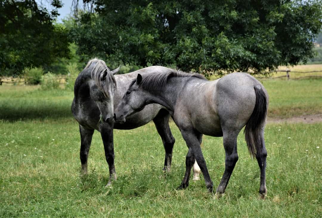 (FOTO) Lipițani strălucitori, crescuți în hergheliile din Beclean și ...