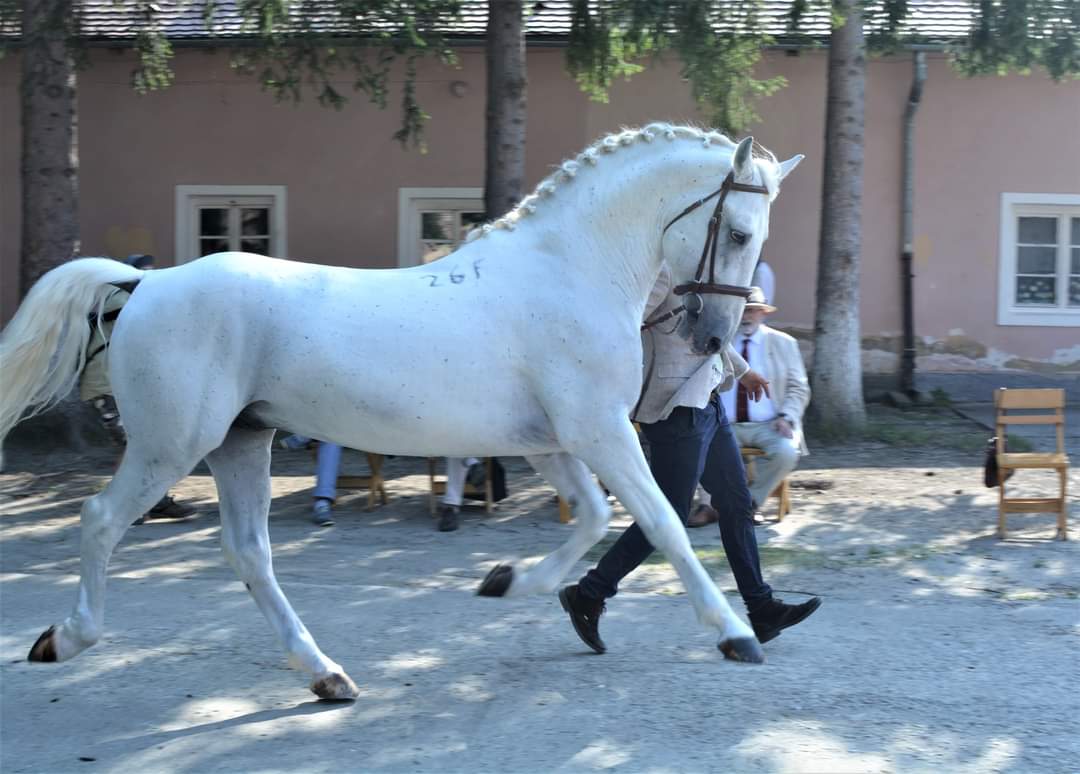 (FOTO) Lipițani strălucitori, crescuți în hergheliile din Beclean și ...