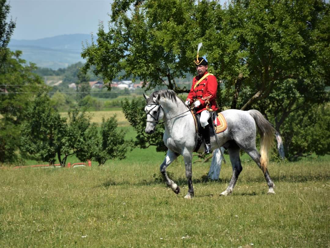 (FOTO) Lipițani strălucitori, crescuți în hergheliile din Beclean și ...