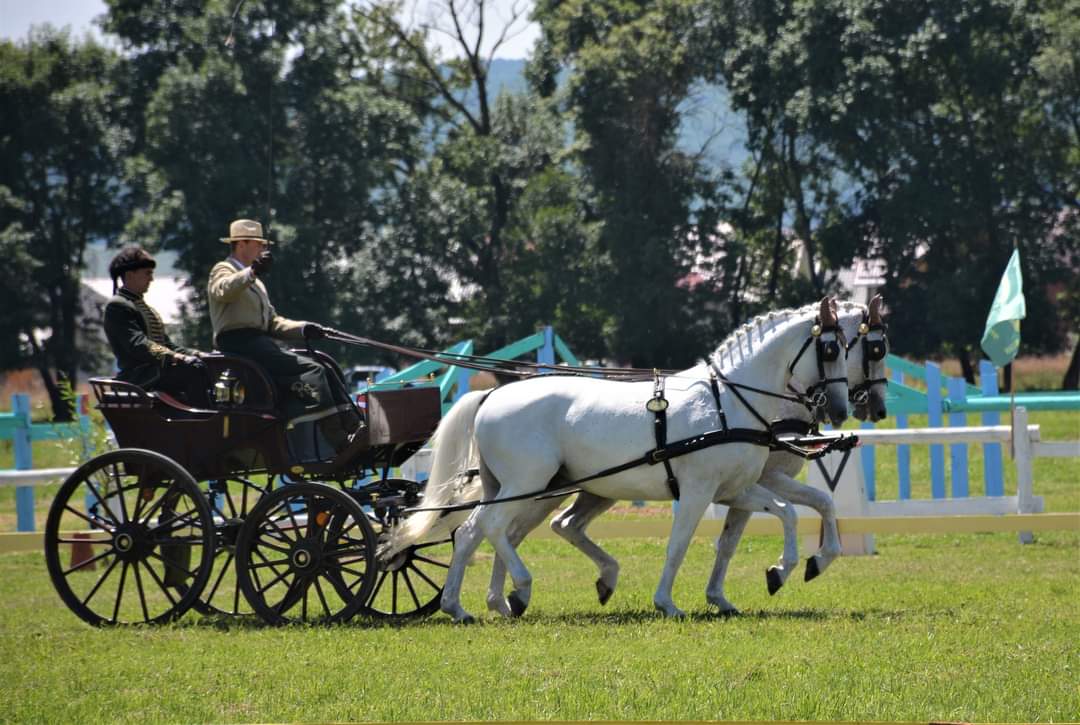 (FOTO) Lipițani strălucitori, crescuți în hergheliile din Beclean și ...
