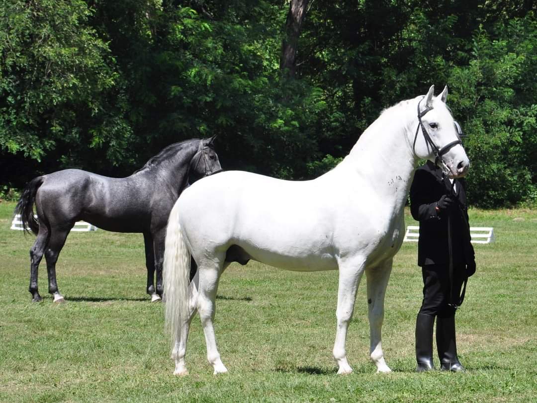 (FOTO) Lipițani strălucitori, crescuți în hergheliile din Beclean și ...