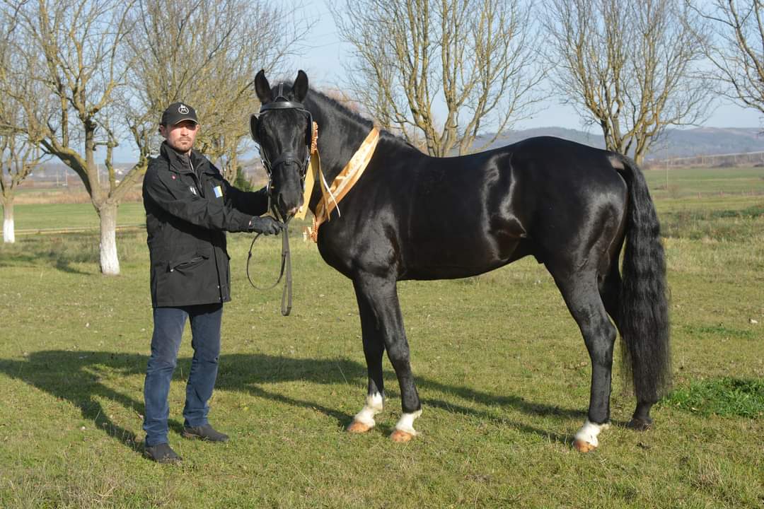 (FOTO) Lipițani strălucitori, crescuți în hergheliile din Beclean și ...