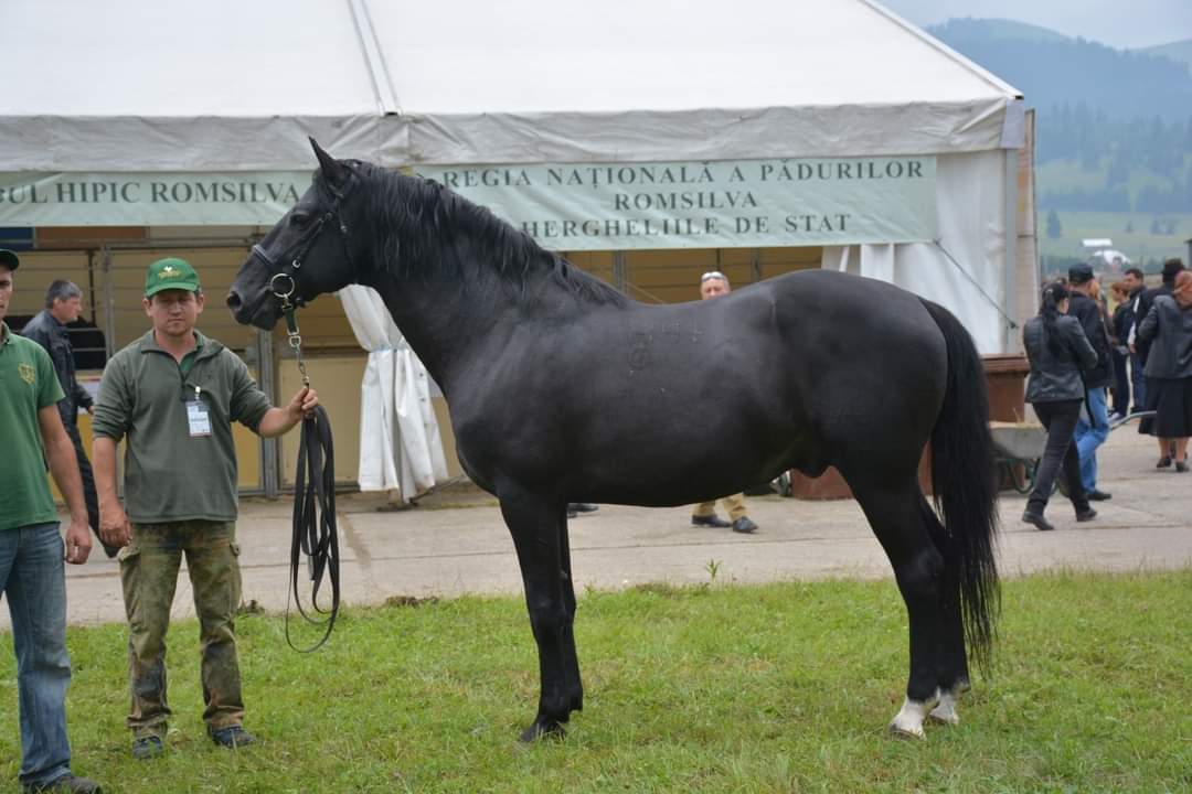 (FOTO) Lipițani strălucitori, crescuți în hergheliile din Beclean și ...