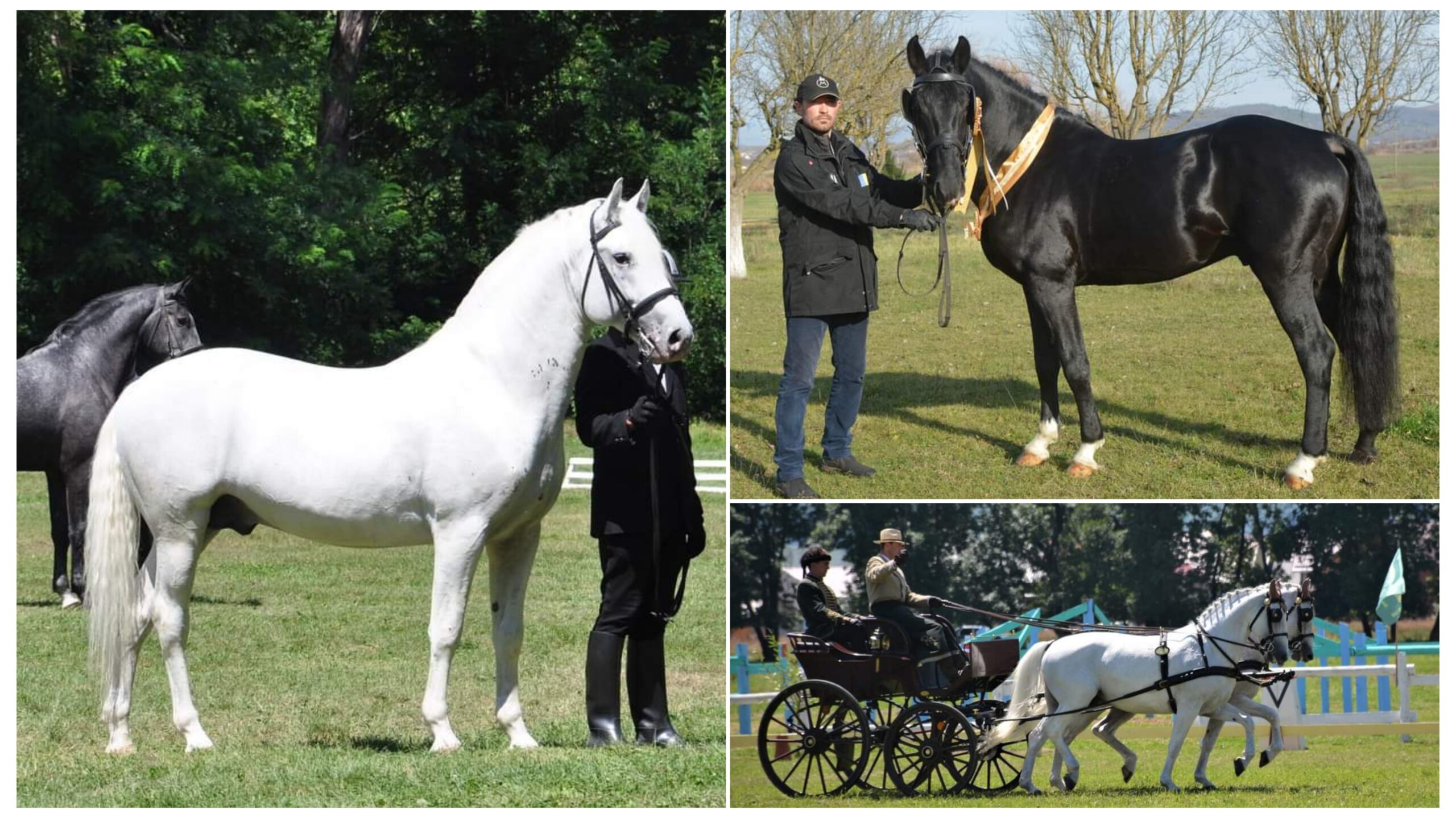 (FOTO) Lipițani strălucitori, crescuți în hergheliile din Beclean și ...