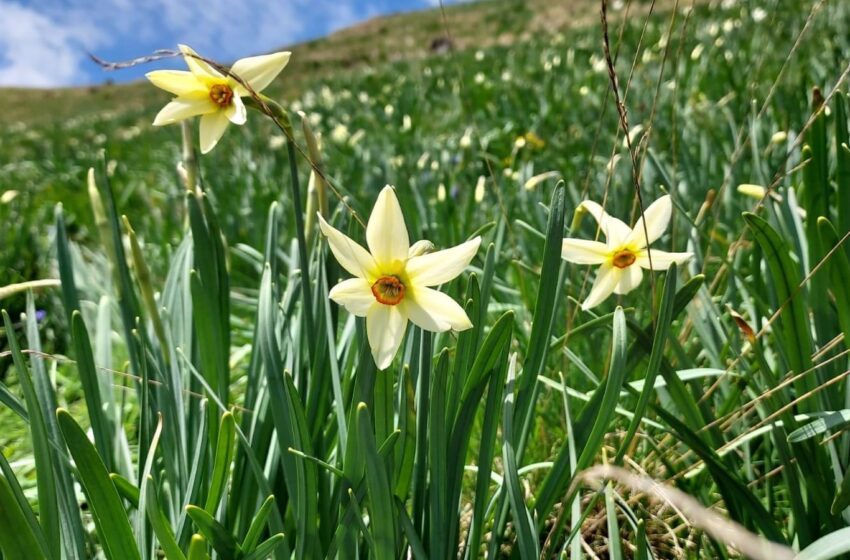 ,,Raiul alb'' din Masivul Saca a început să înflorească! Narcisele pot ...