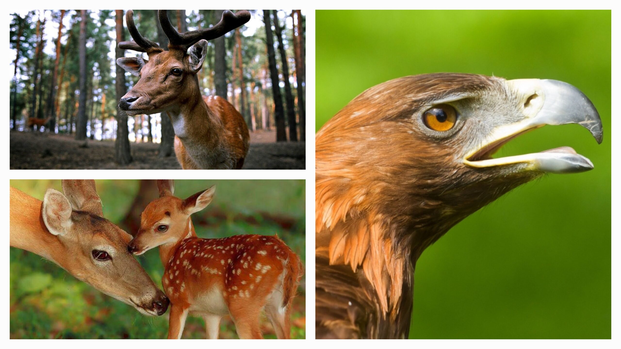 Imagini încântătoare și spectaculoase cu fauna din Munții Rodnei. VIDEO ...